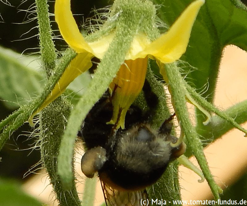 Historische Flaschentomate Howard Deutsche Tomate | Tomaten-Fundus