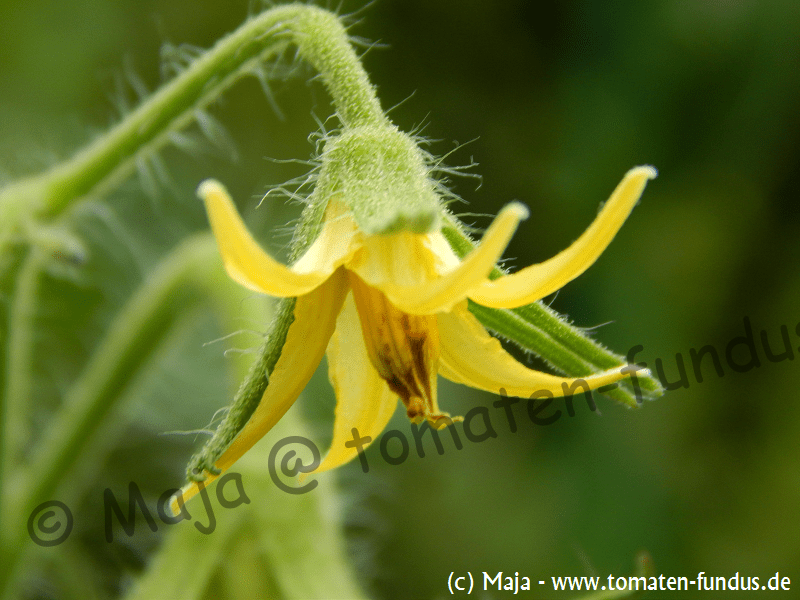 Historische Flaschentomate Howard Deutsche Tomate | Tomaten-Fundus