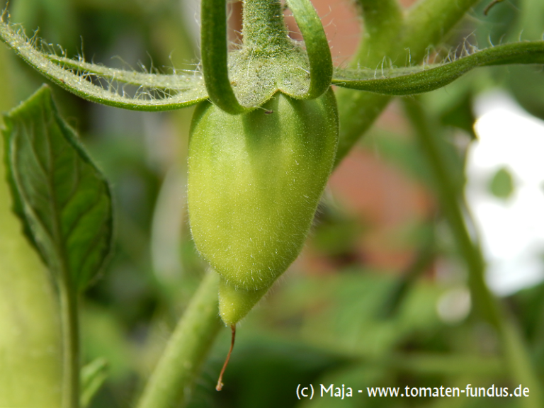 Historische Flaschentomate Howard Deutsche Tomate | Tomatenfundus