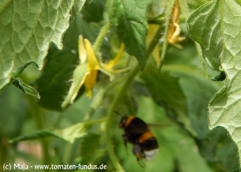 Howard Deutsche Tomate – Tomatenfundus