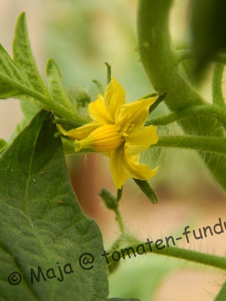 Magnum Bonum wertvolle Sorteninformationen