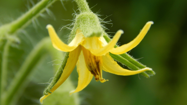 Historische Flaschentomate Howard Deutsche Tomate | Tomaten-Fundus
